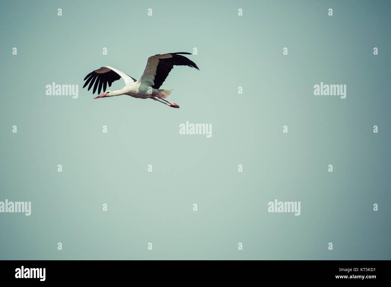 Stork flying on blue sky background. Beautiful stork bird photographed ...