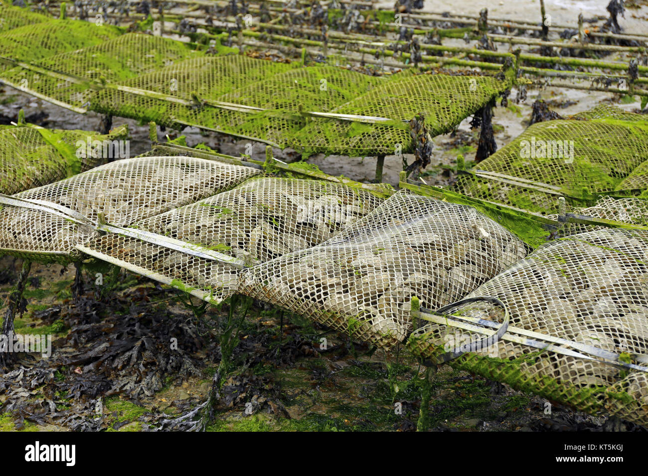 oyster farming in france Stock Photo - Alamy