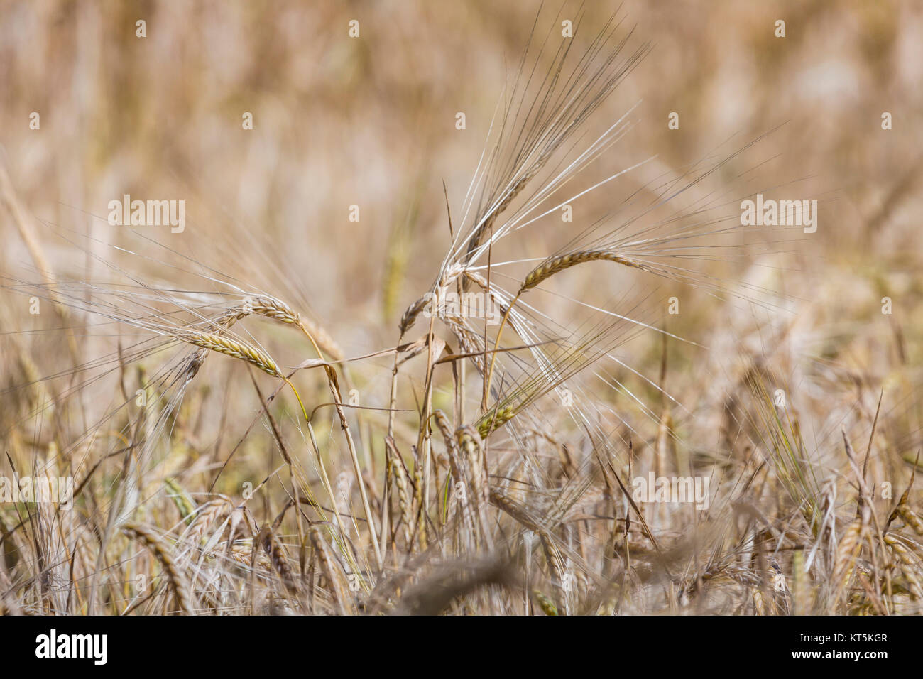 Gold wheat field Stock Photo - Alamy