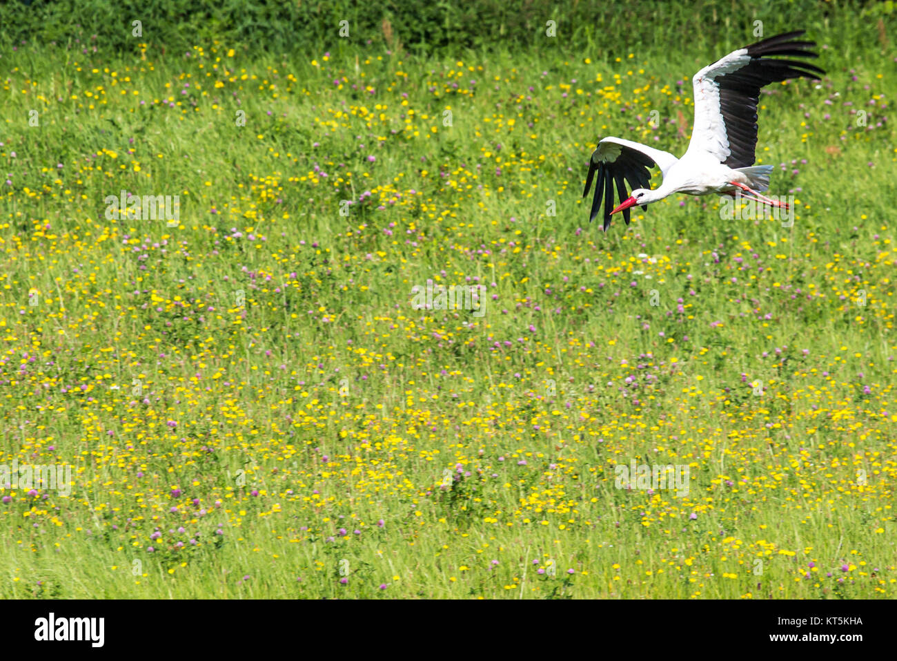 A Stork in flight in Suwalki Landscape Park, Poland Stock Photo - Alamy