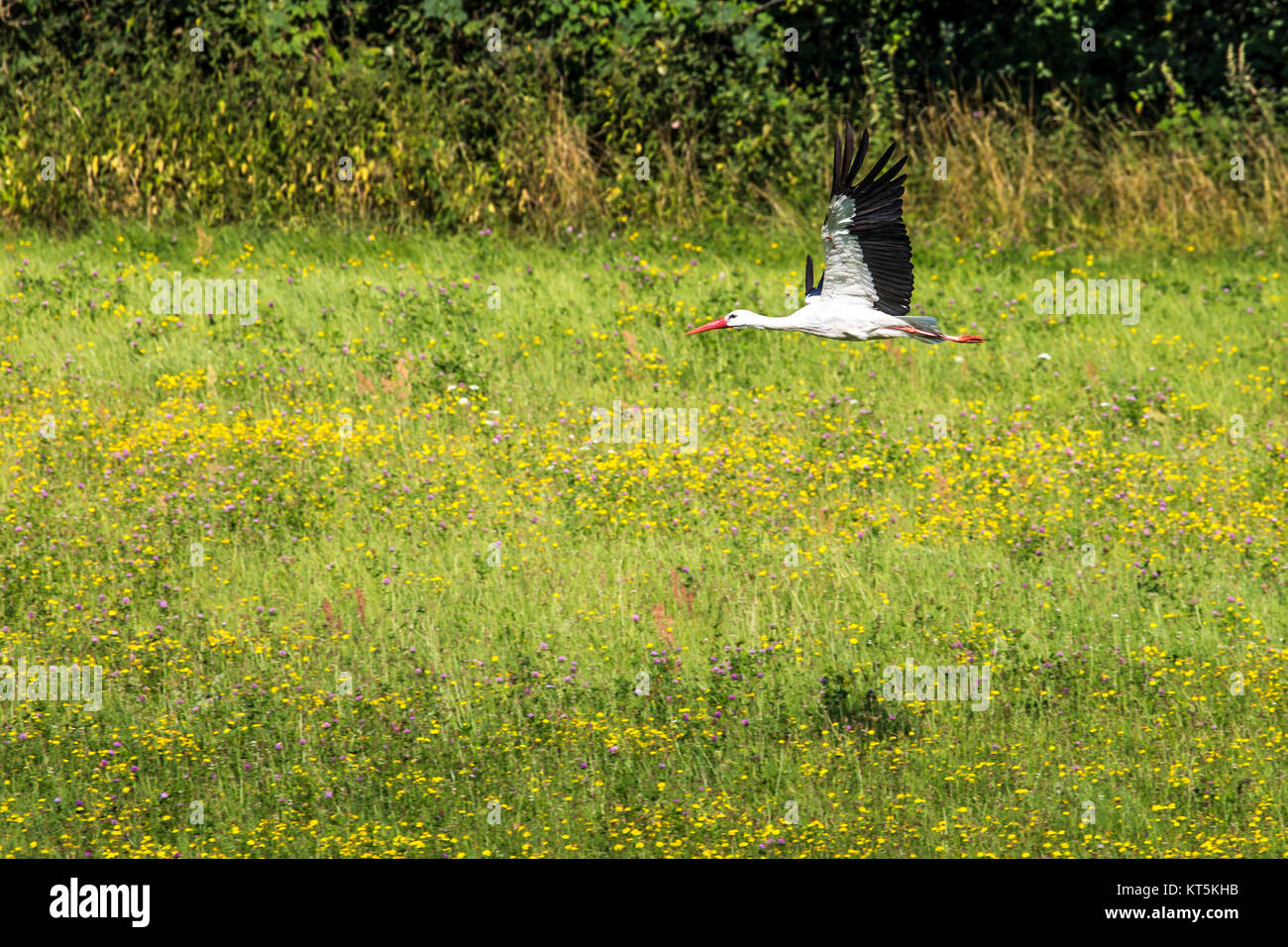 White stork young orange hi-res stock photography and images - Alamy
