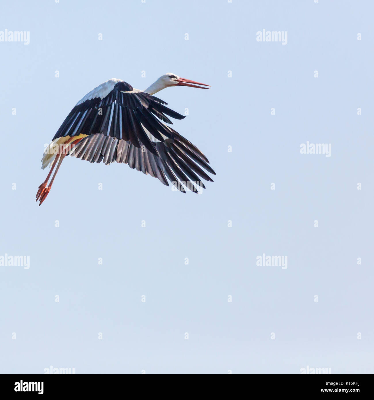 A Stork in flight in Suwalki Landscape Park, Poland Stock Photo - Alamy