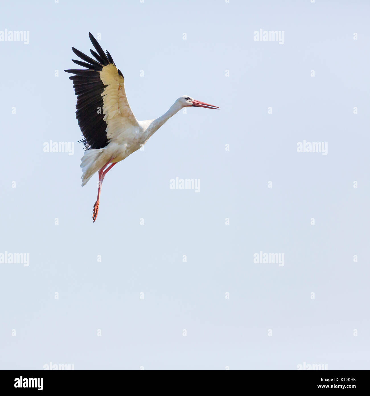 A Stork in flight in Suwalki Landscape Park, Poland Stock Photo - Alamy
