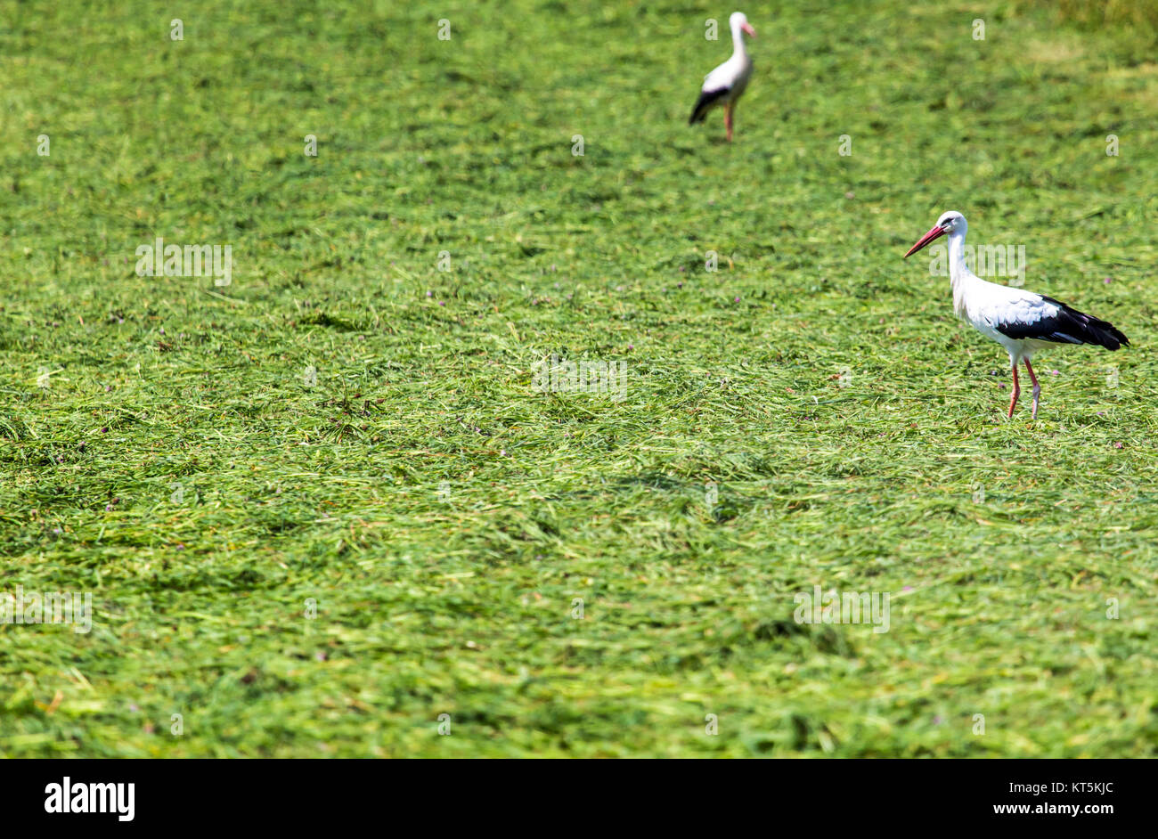 Stork running around the grass field Stock Photo - Alamy