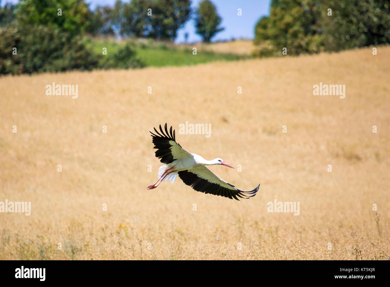 A Stork in flight in Suwalki Landscape Park, Poland Stock Photo - Alamy