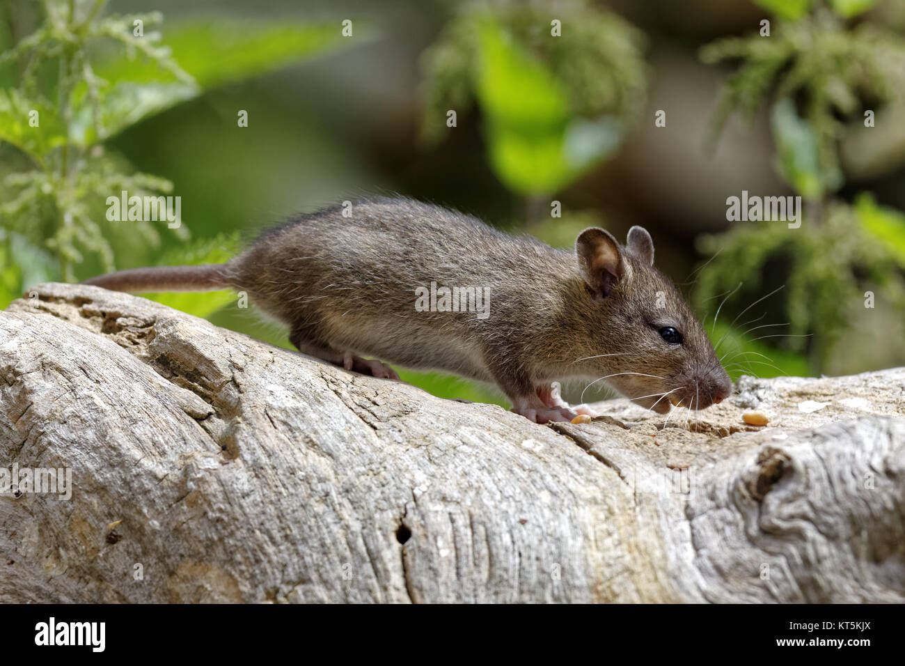 House mouse looking for food Stock Photo - Alamy
