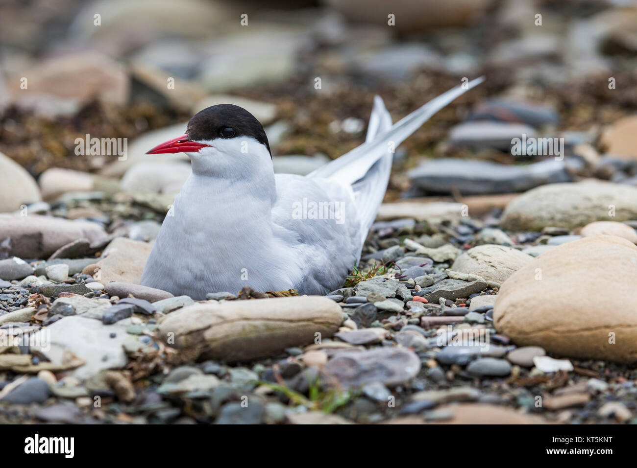 Arctic Tern standing near her nest protecting her egg from predators ...
