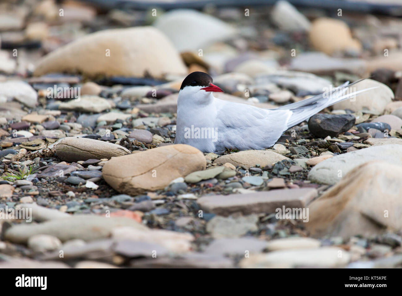Arctic Tern standing near her nest protecting her egg from predators ...