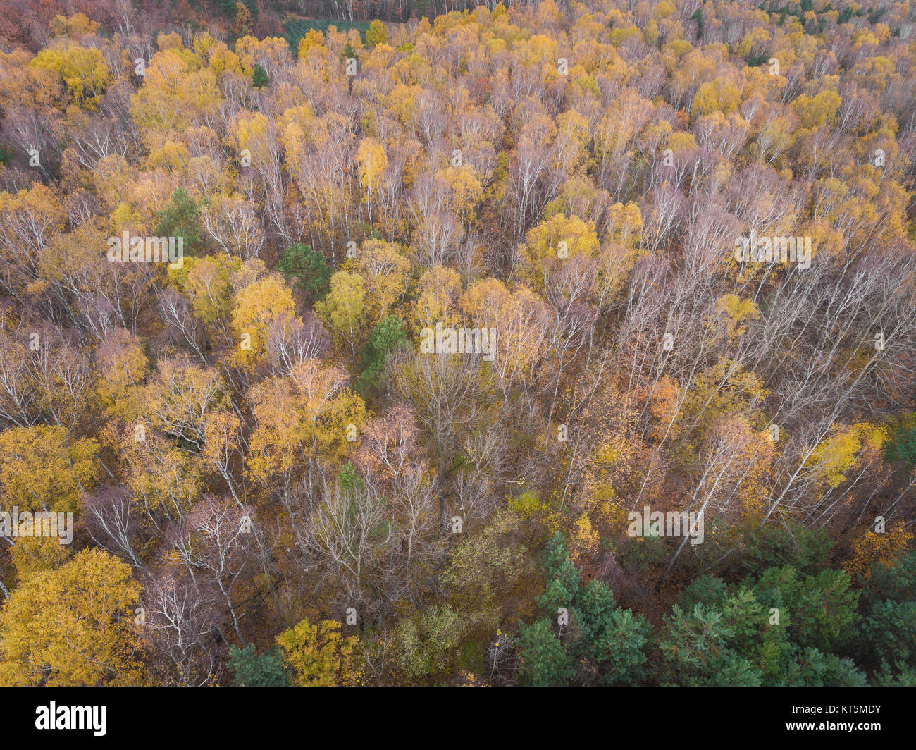 Aerial view of the forrest with different color trees. Taken during the ...