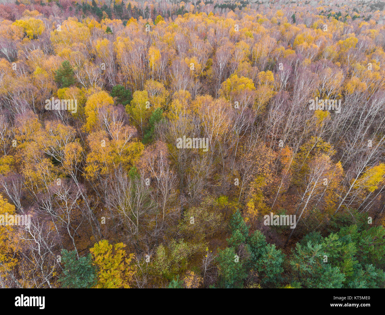 Aerial view of the forrest with different color trees. Taken during the ...