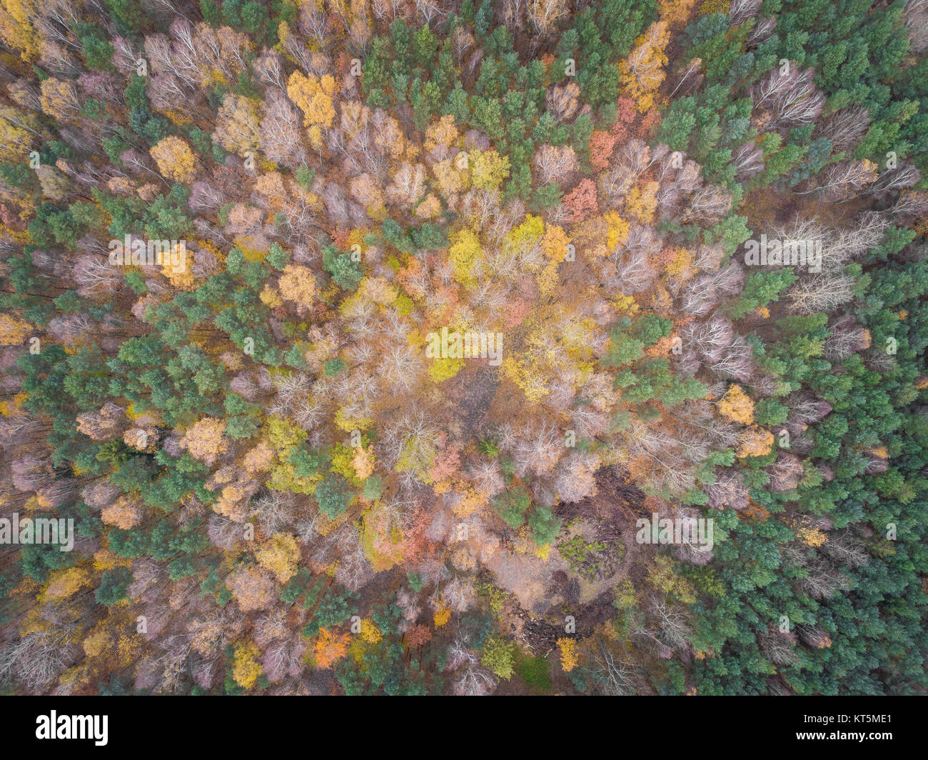 Aerial view of the forrest with different color trees. Taken during the ...