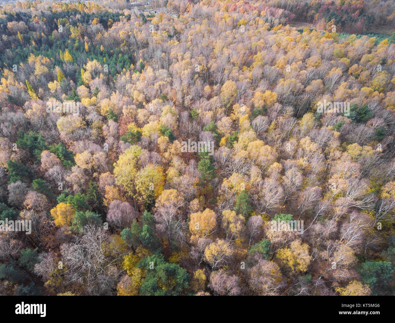 Aerial view of the forrest with different color trees. Taken during the ...