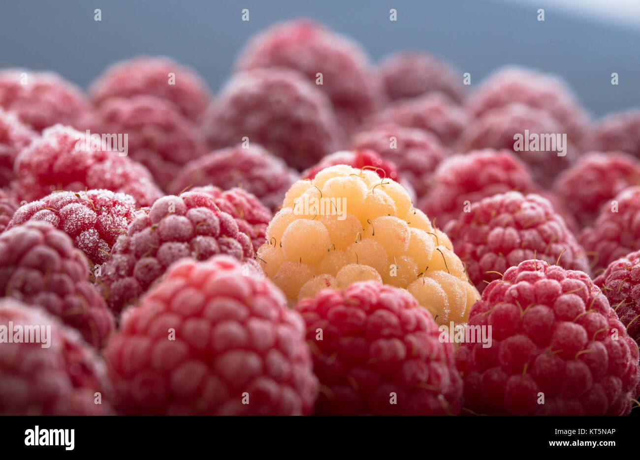 frozen rasberry on black background. fruit background Stock Photo - Alamy