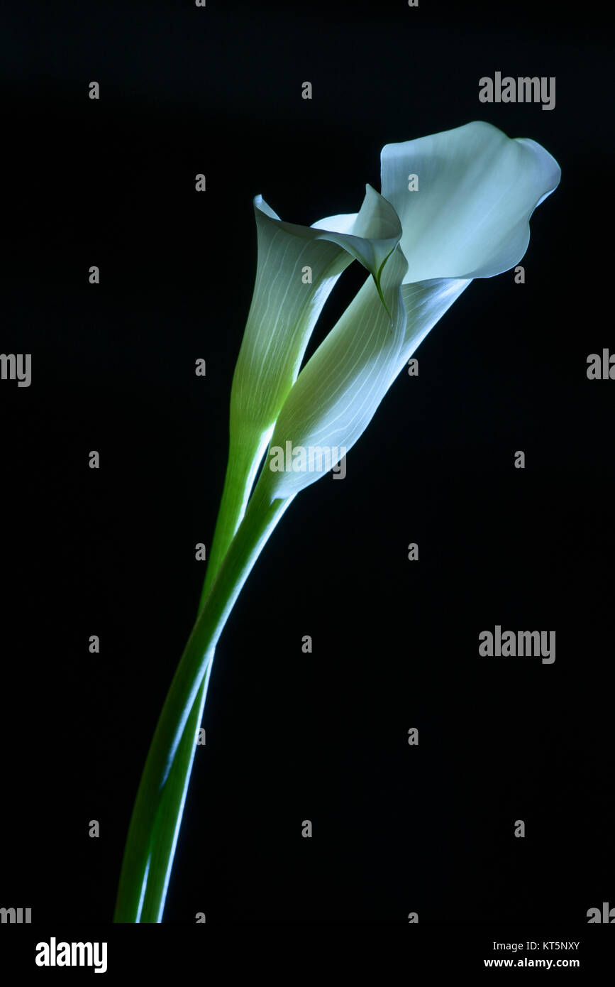 beautiful calla lily flower isolated on black Stock Photo - Alamy