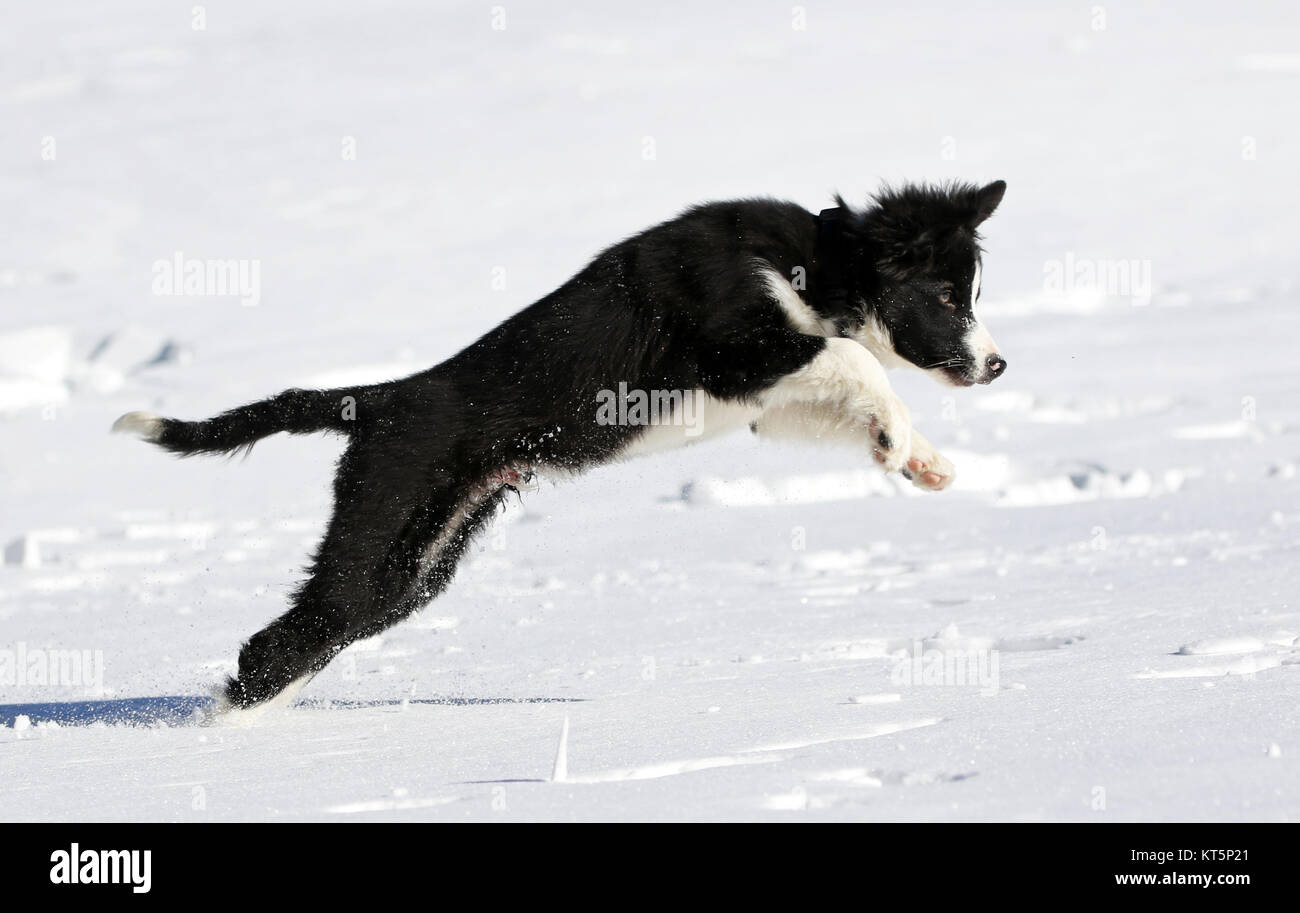 Viking dog hi-res stock photography and images - Alamy