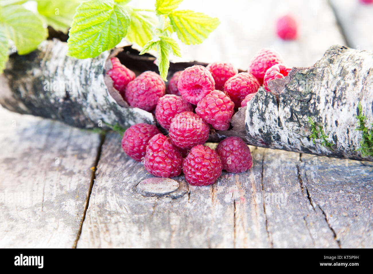 Raspberry on bark. Selective focus Stock Photo - Alamy