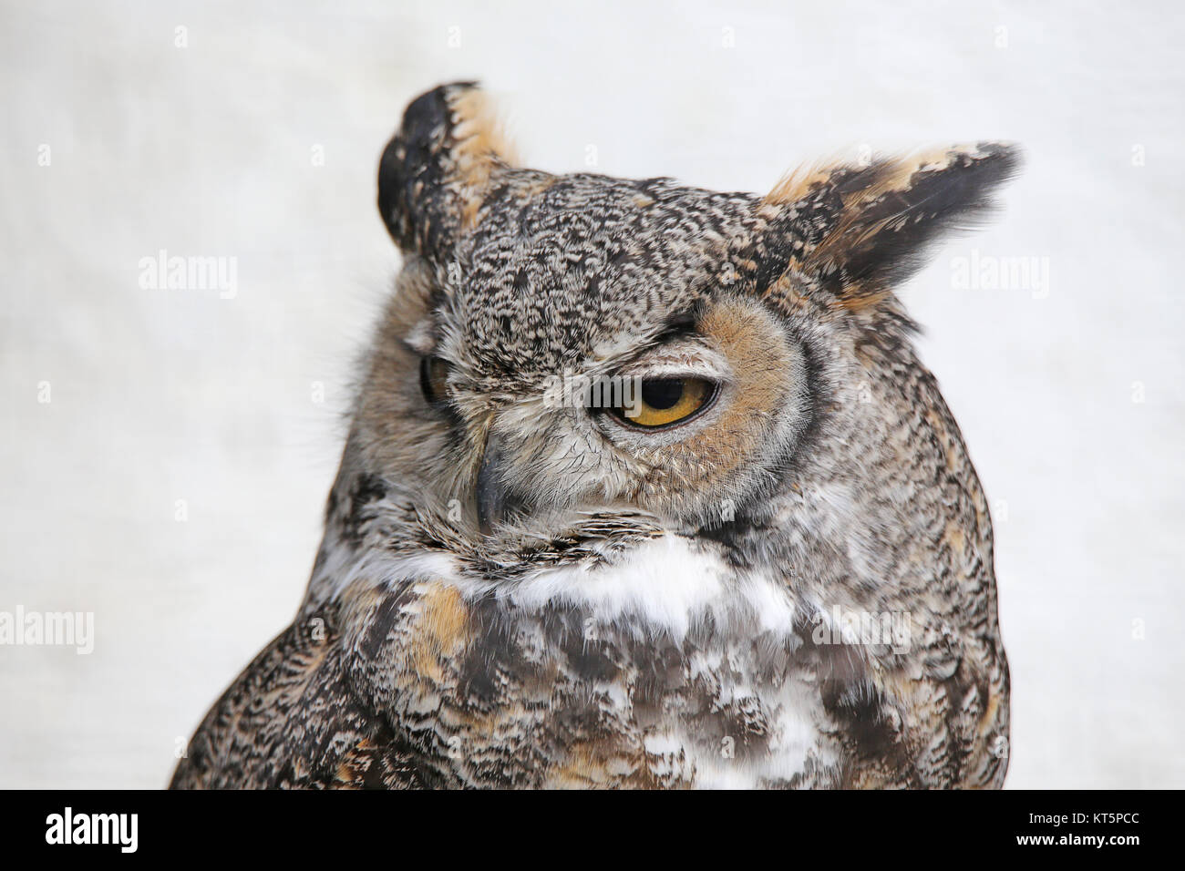 head study great horned owl bubo virginianus Stock Photo - Alamy