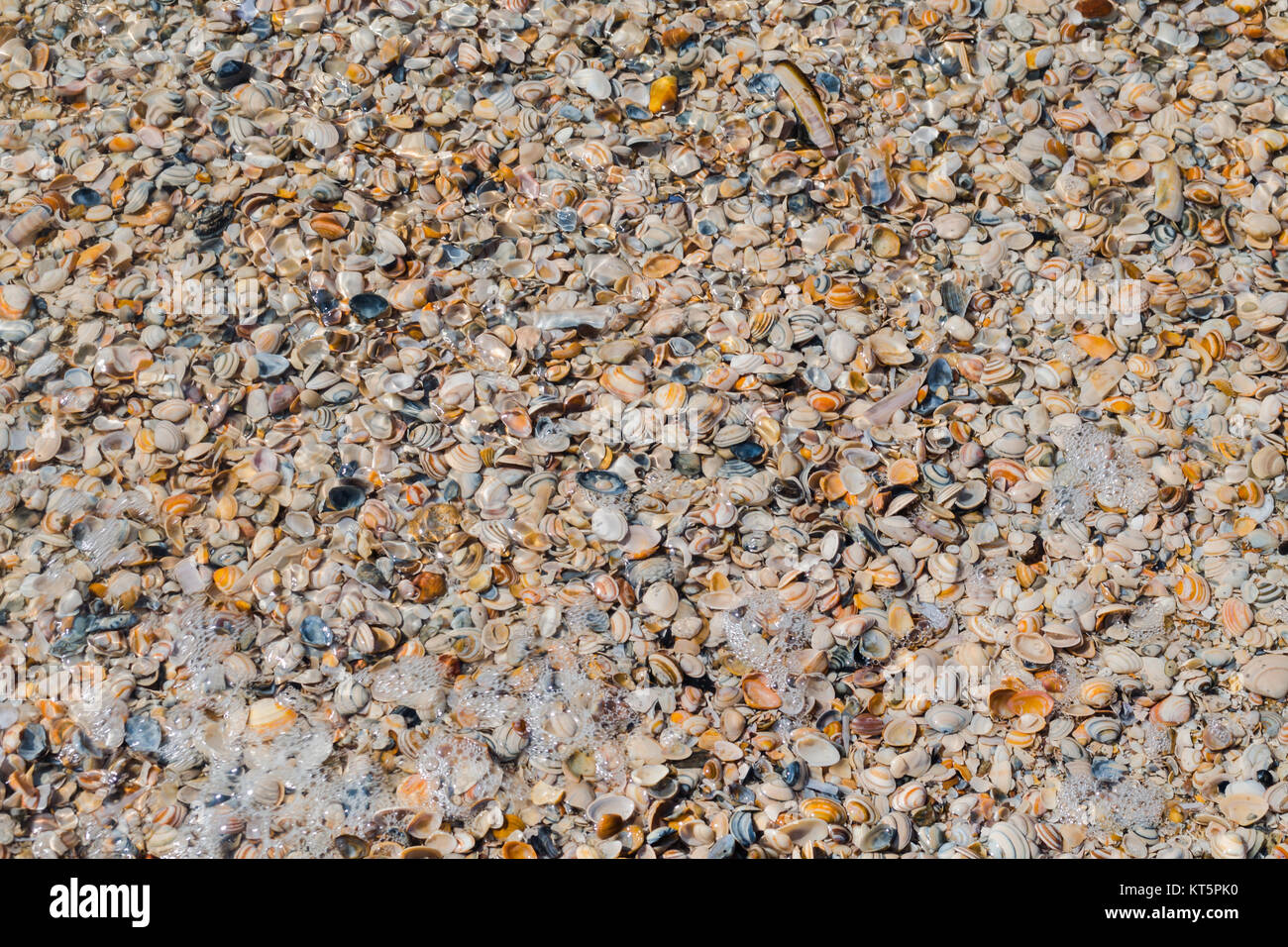 Shells on ground gravel hi-res stock photography and images - Alamy