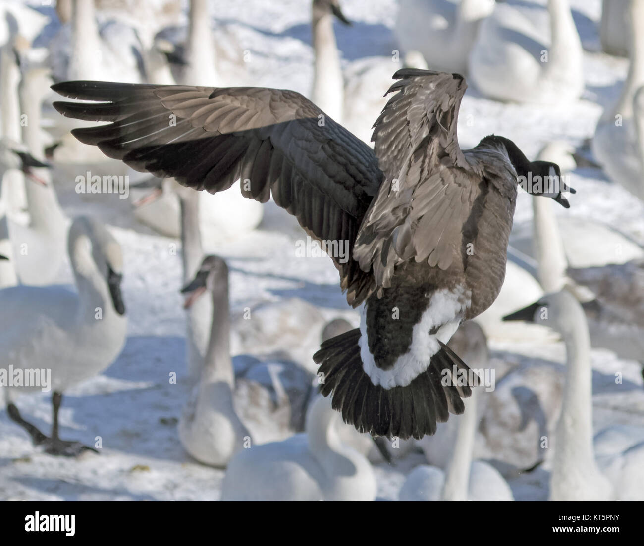 Goose diving in Stock Photo - Alamy