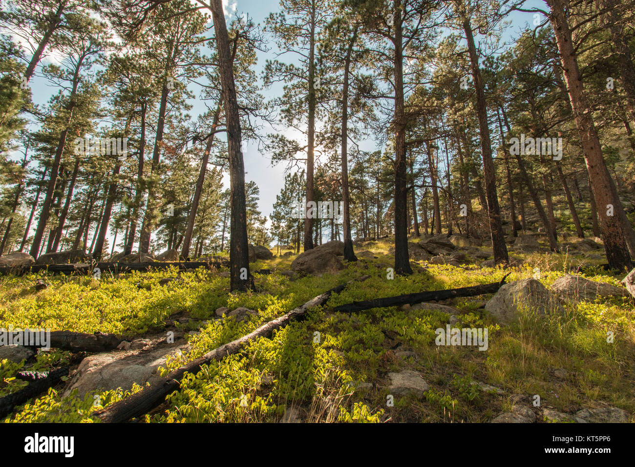 Devils Tower forest Stock Photo - Alamy