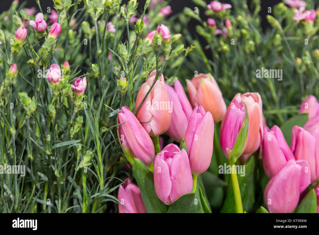 closeup a lot of flowers for bouquet Stock Photo - Alamy
