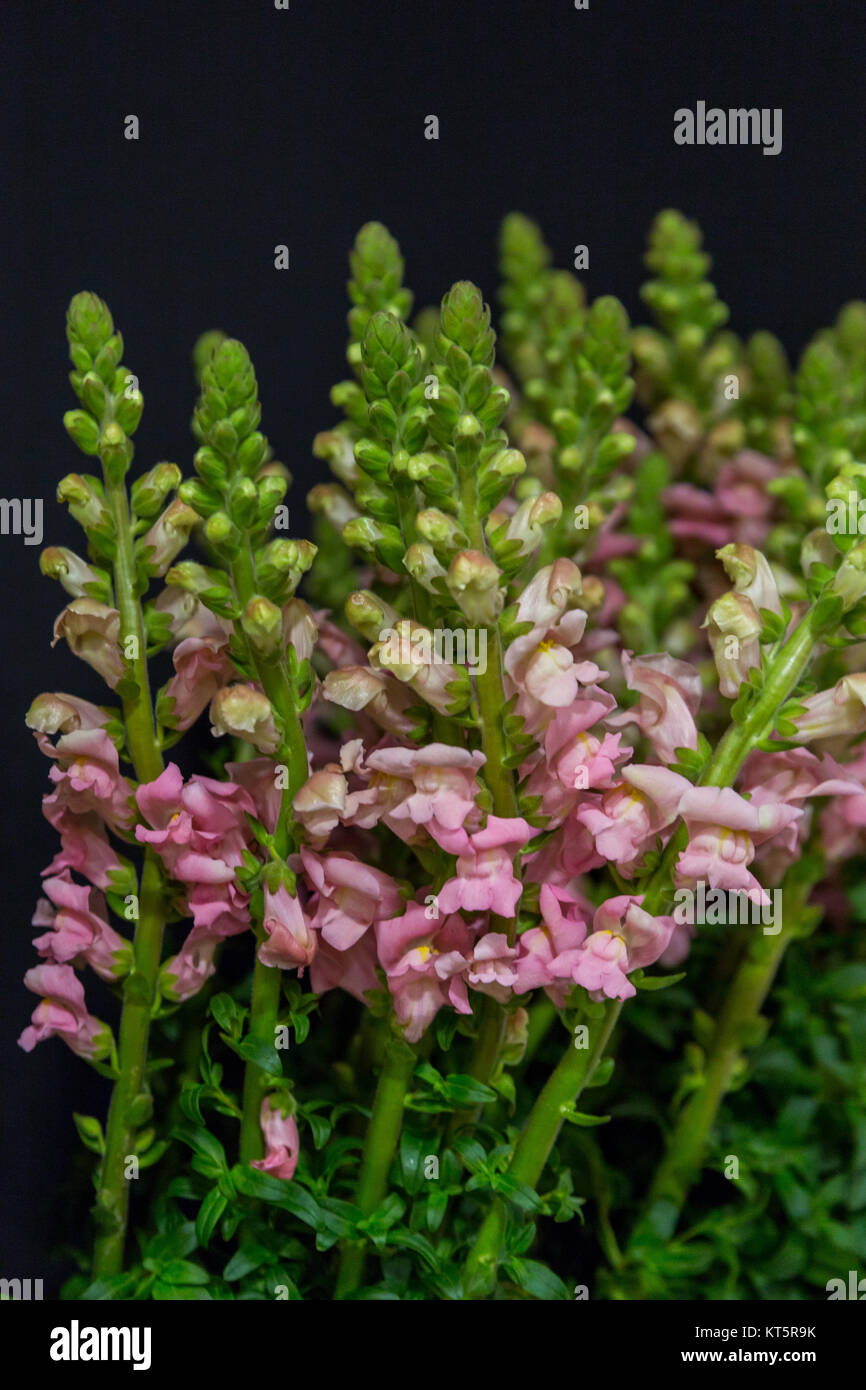 closeup a lot of flowers for bouquet Stock Photo - Alamy