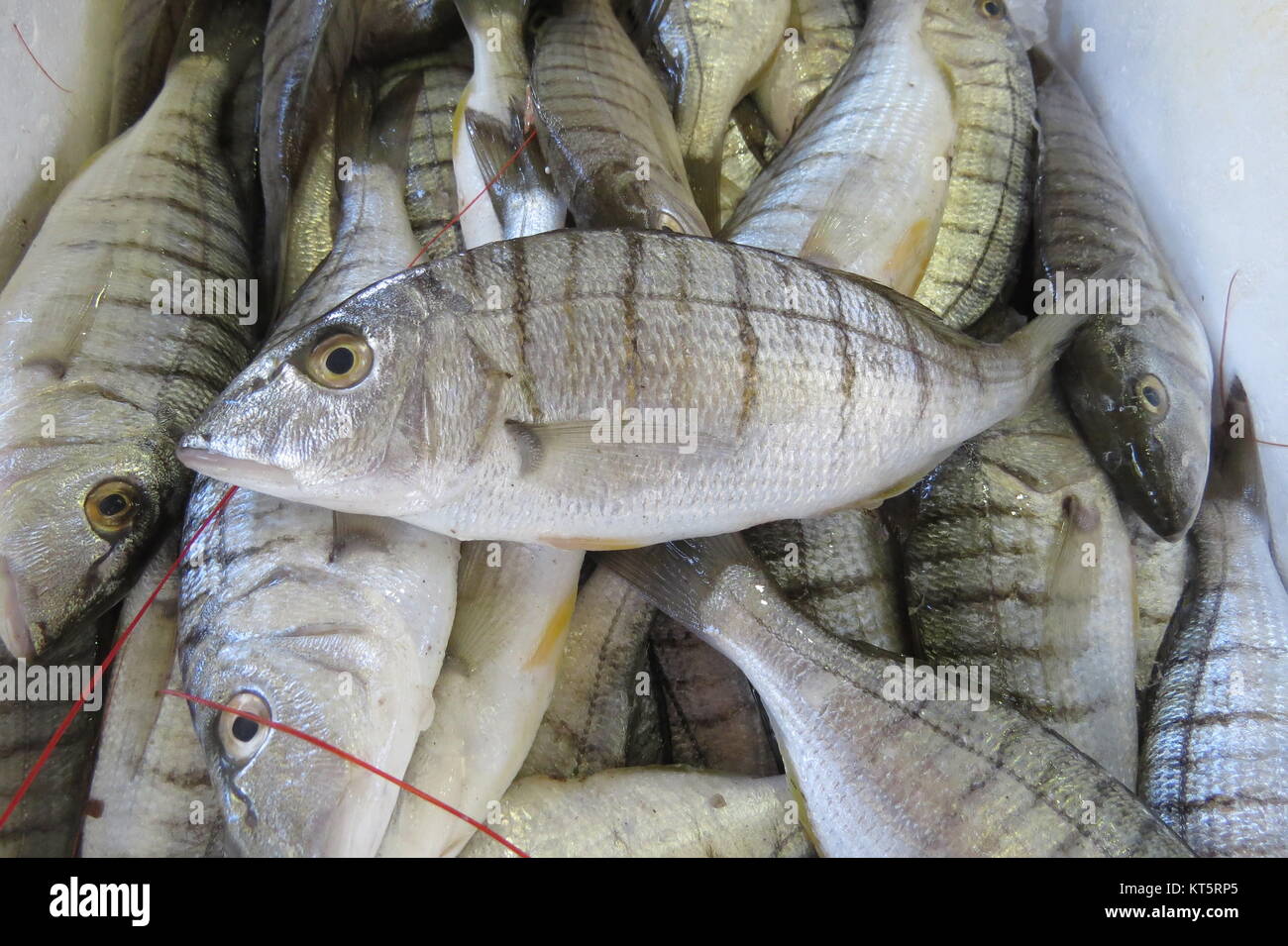 Exotic sea fish from Adriatic sea at the fish market in Bar-city ...