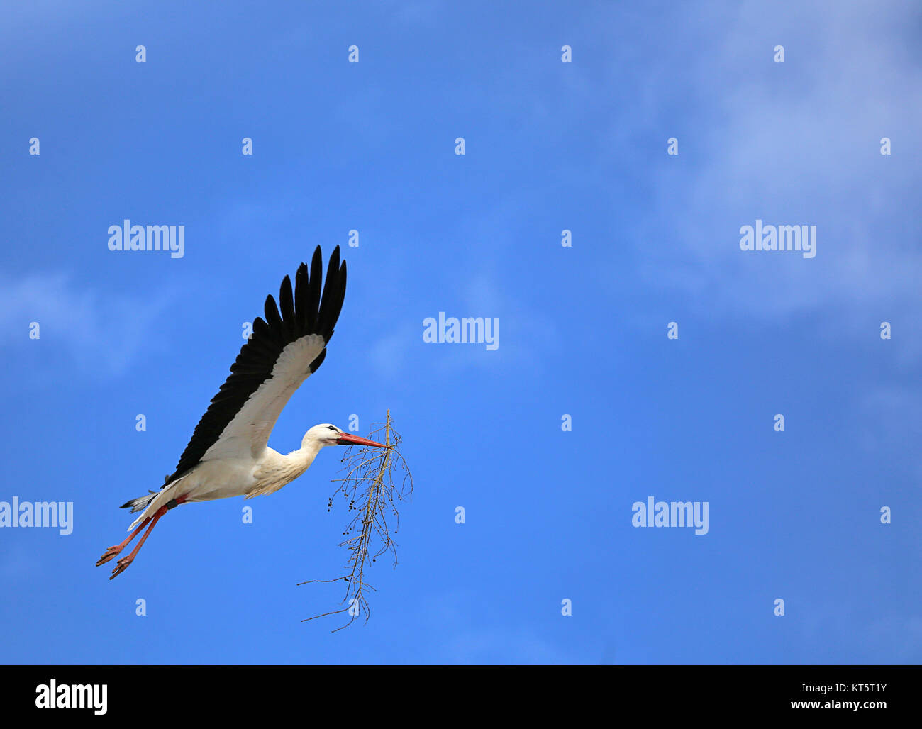 stork in flight against a blue sky with nesting material Stock Photo ...