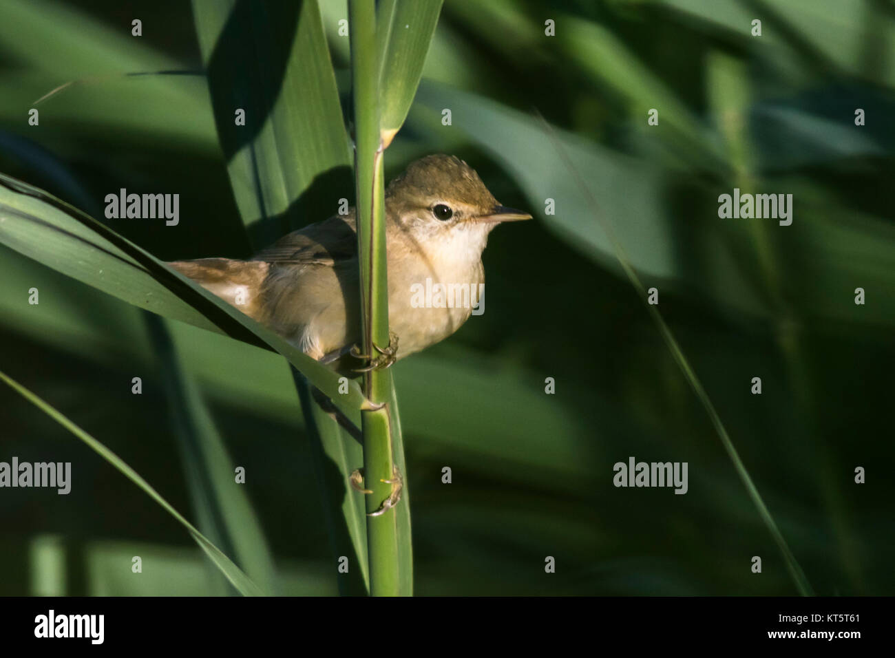 Piper birds hi-res stock photography and images - Alamy