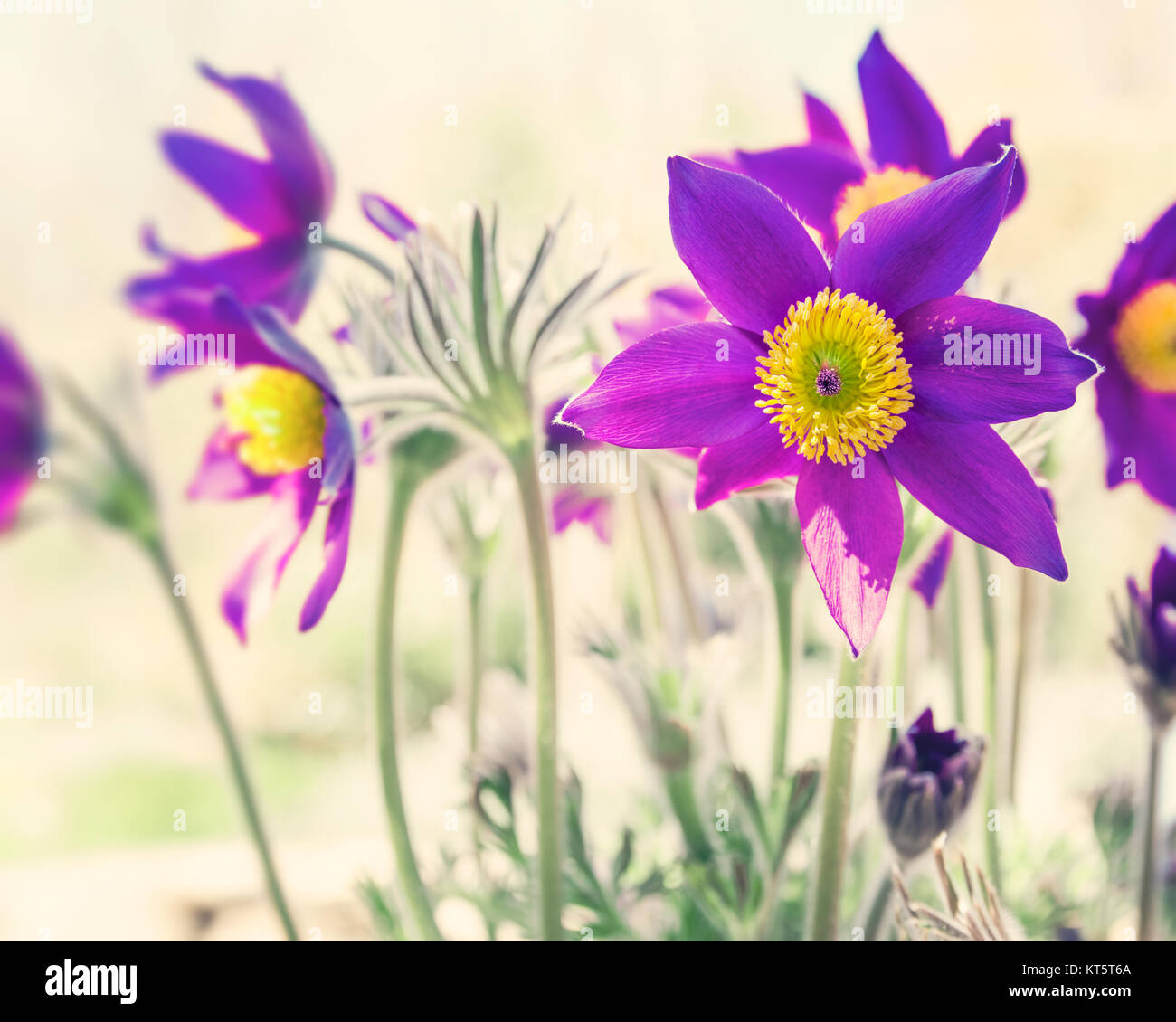 First spring purple flowers Stock Photo - Alamy