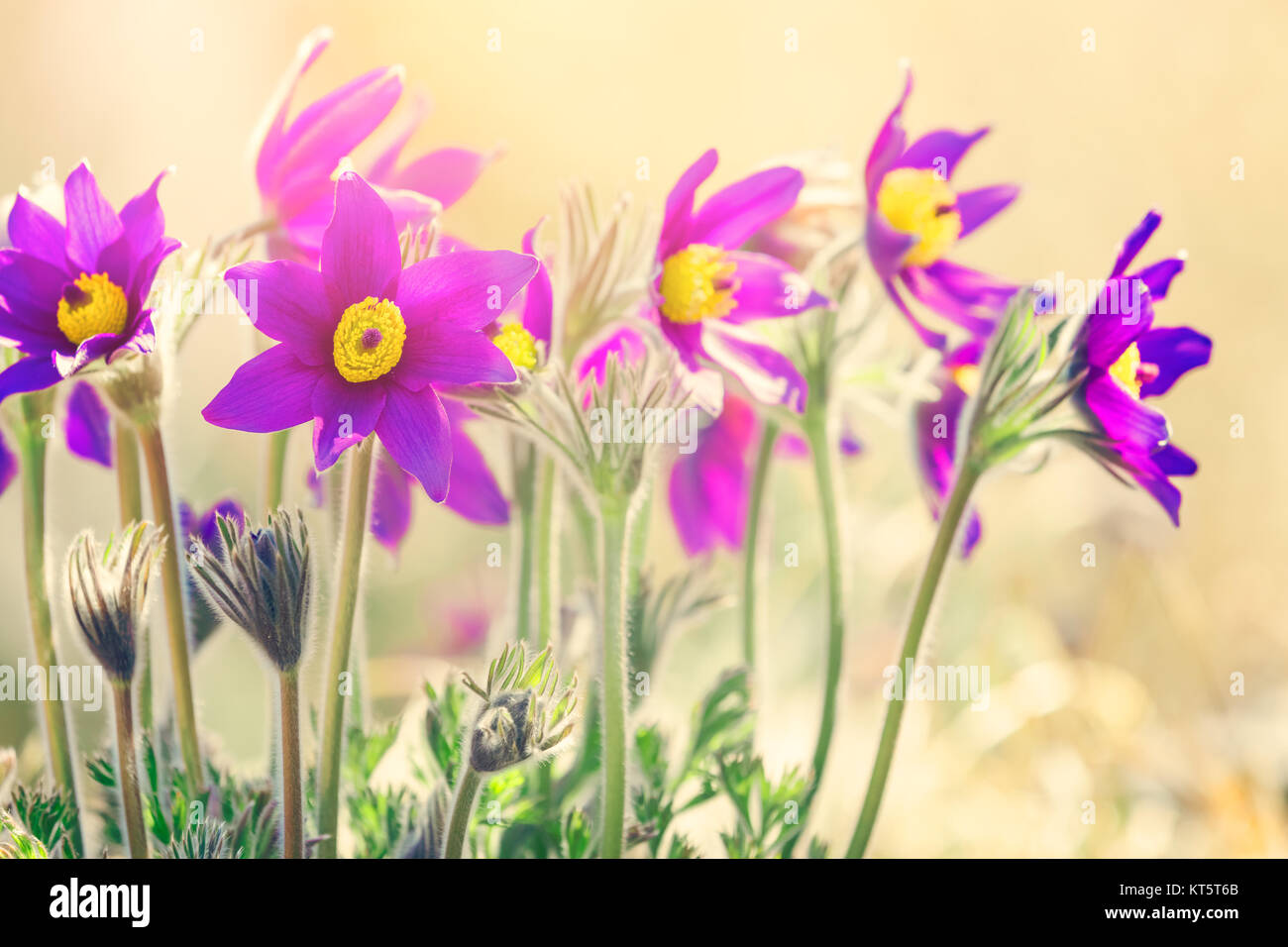 First spring purple flowers Stock Photo - Alamy