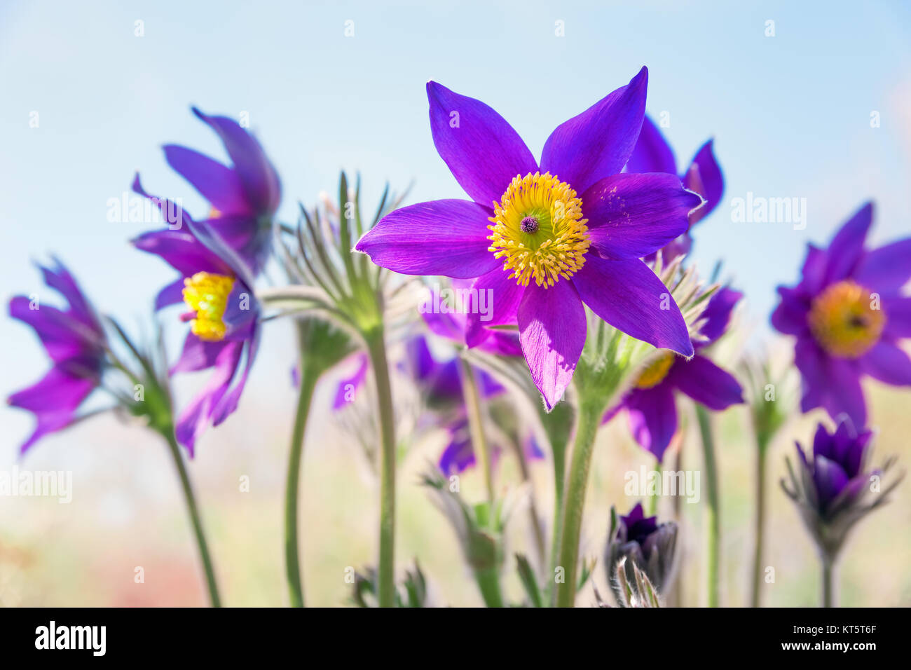First spring purple flowers Stock Photo - Alamy