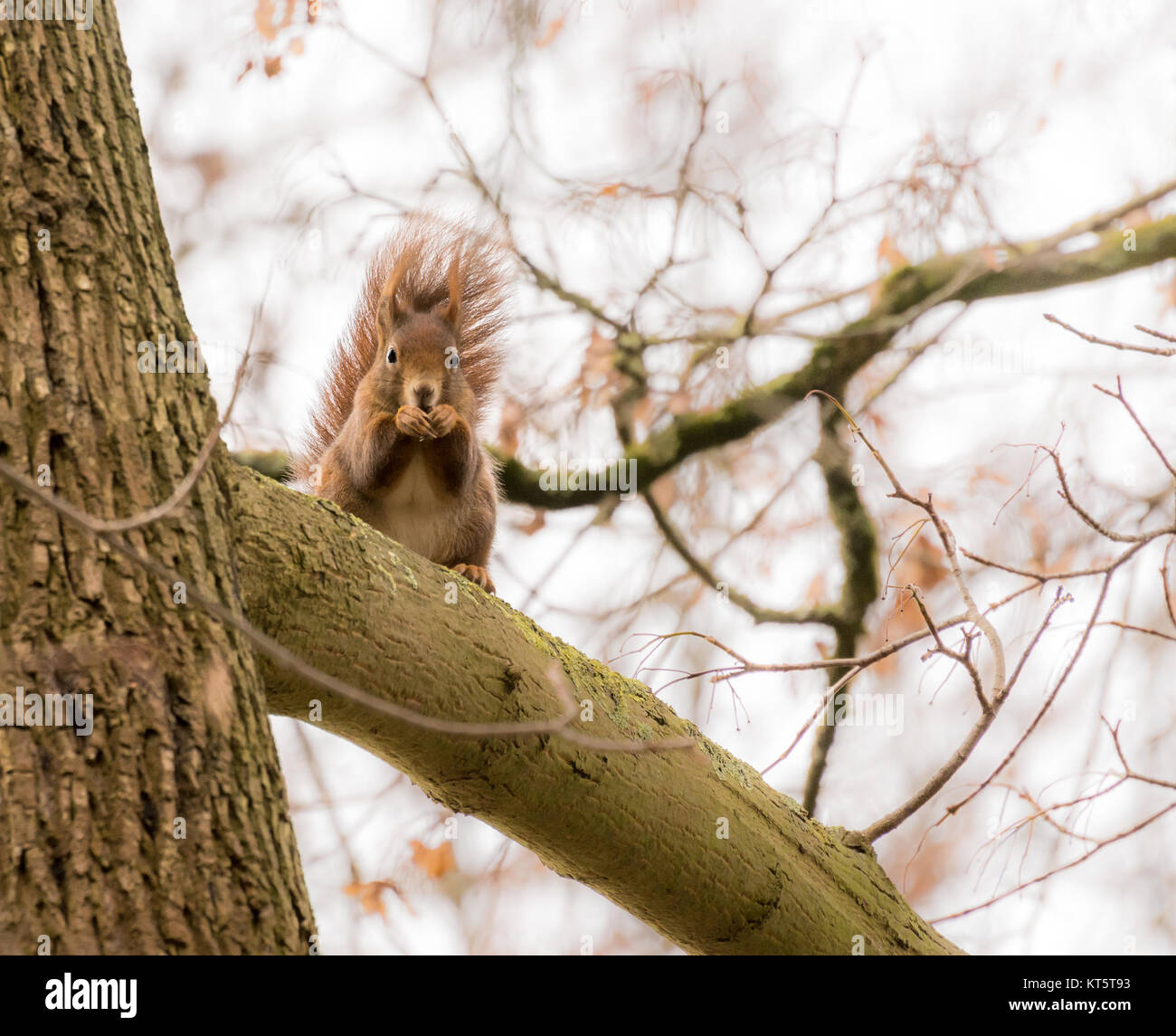 Squirrel hiding at the branch of a tree Stock Photo - Alamy