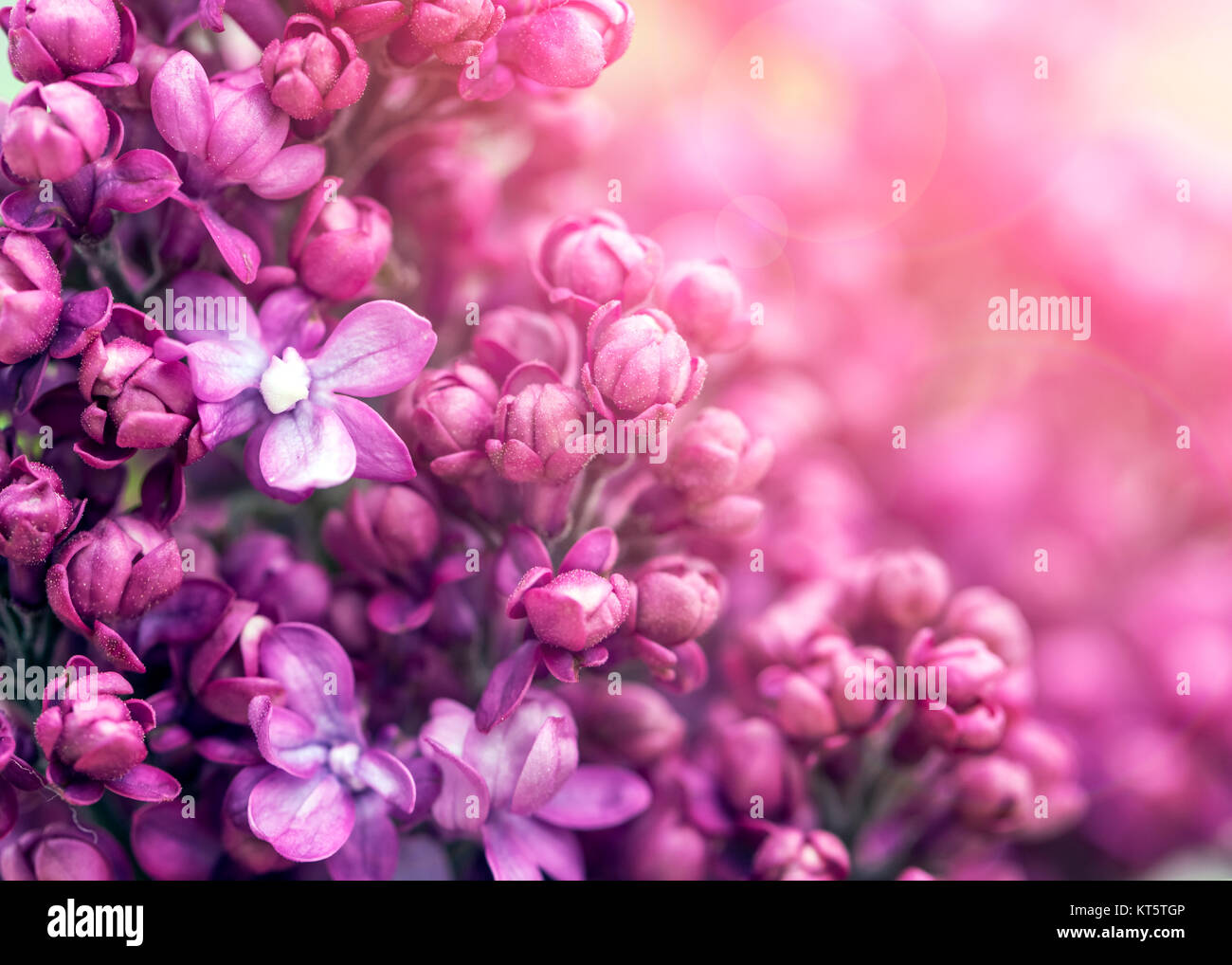 Lilac flowers background Stock Photo - Alamy