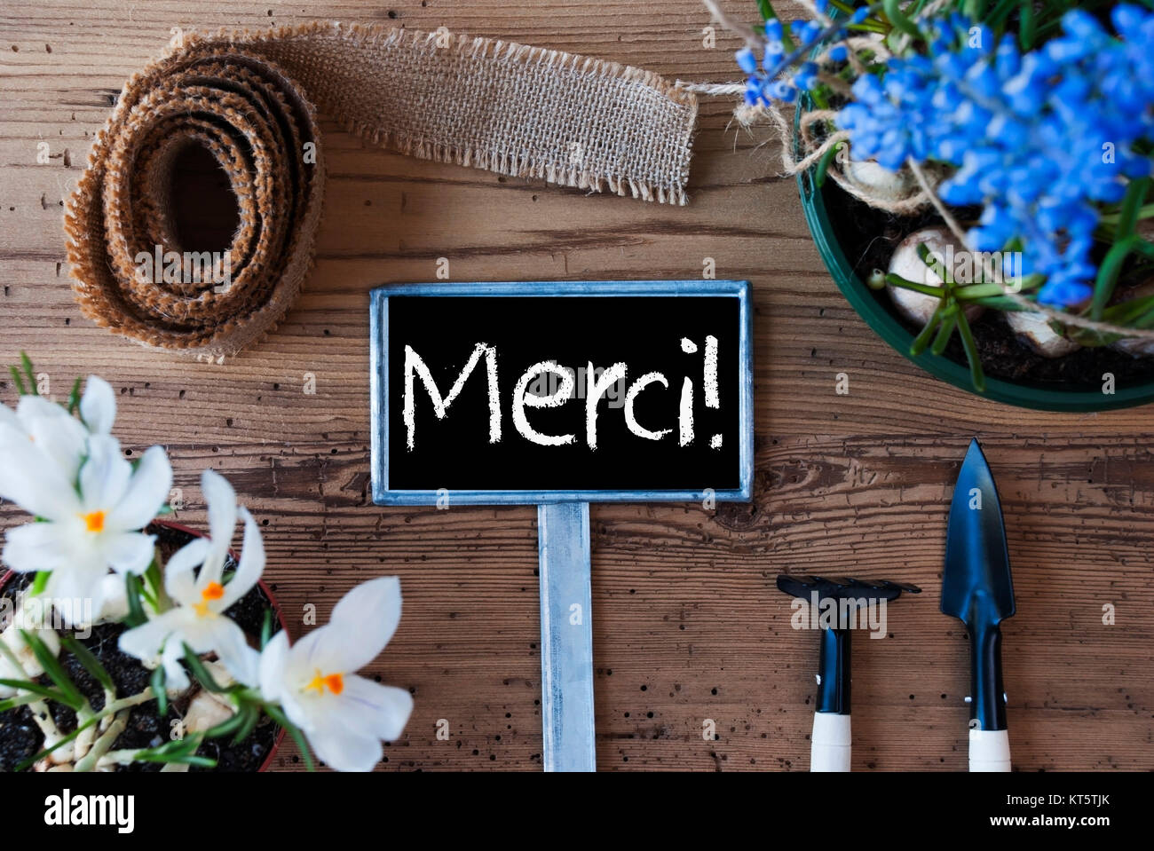 Sign With French Text Merci Means Thank You. Spring Flowers Like Grape ...