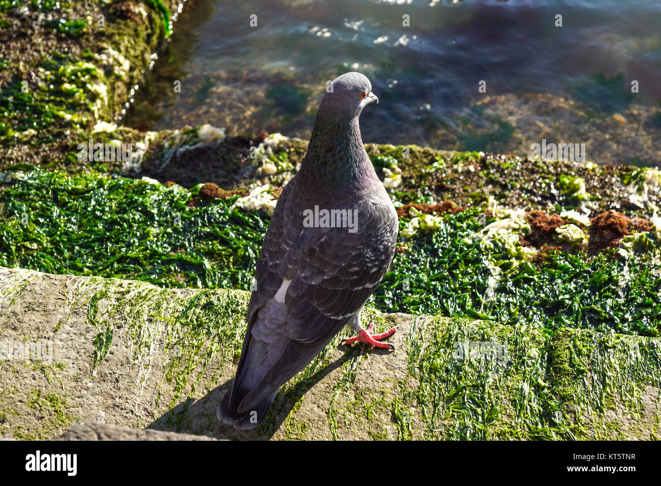 close up full body of pigeons bird standing Stock Photo - Alamy