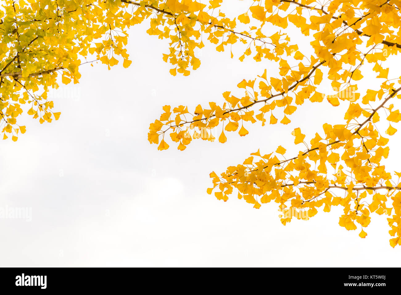 Ginkgo trees Autumn Stock Photo - Alamy