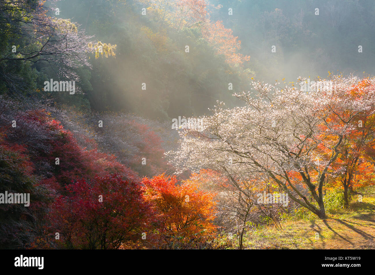 Obara hi-res stock photography and images - Alamy