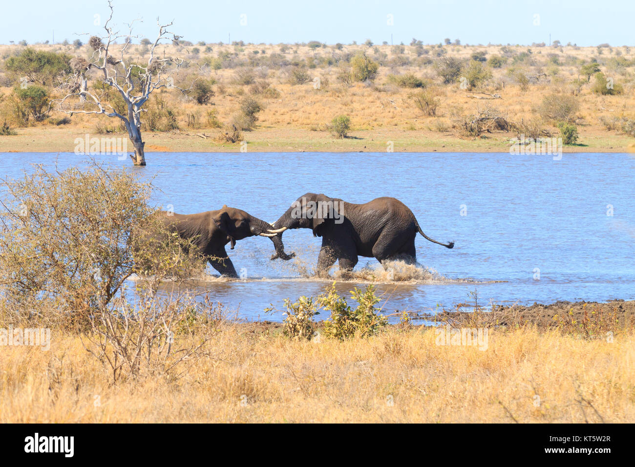 Couple of Elephants fighting inside water from Kruger National Park ...