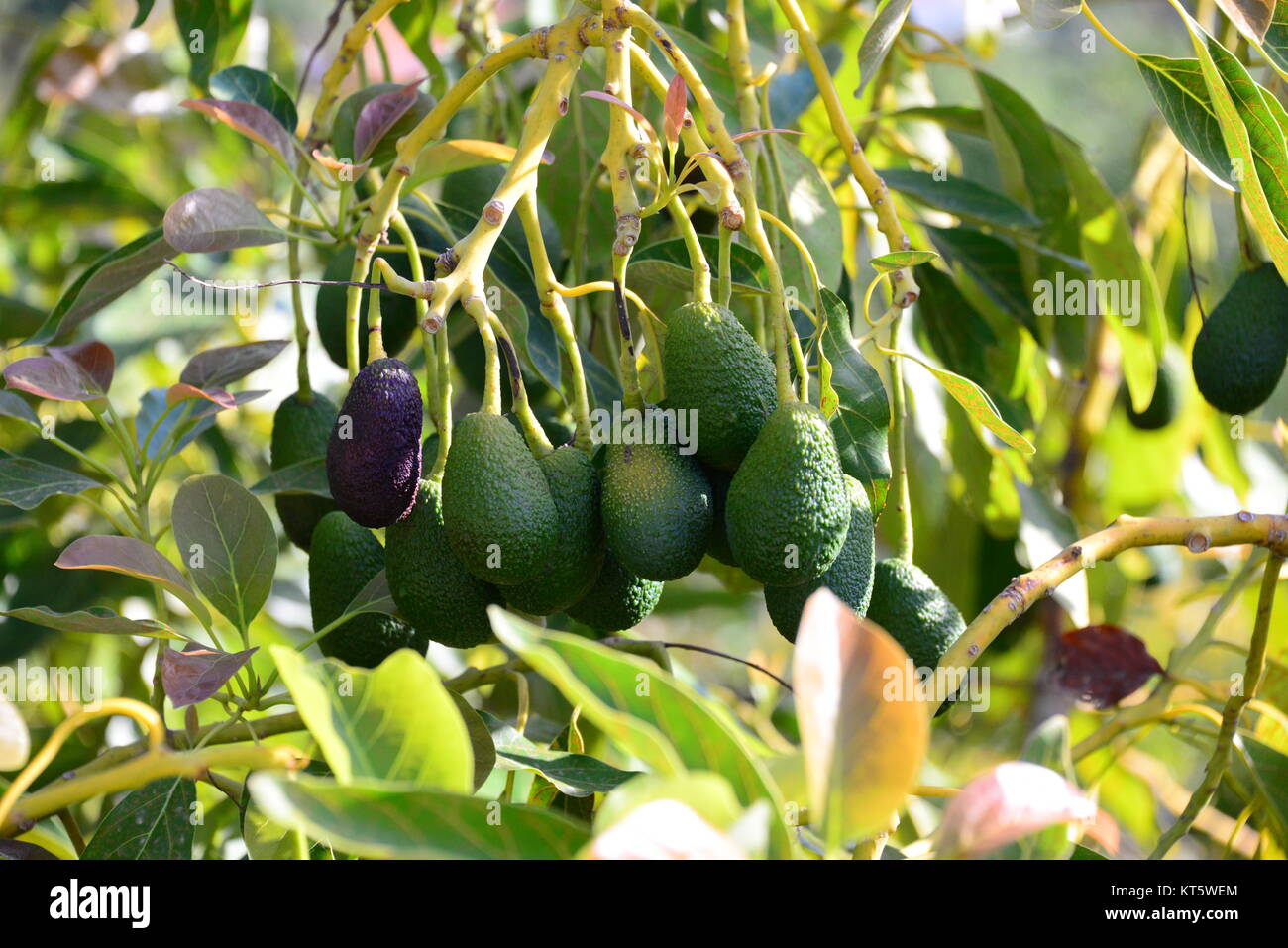 avocados at the tree in spain Stock Photo - Alamy