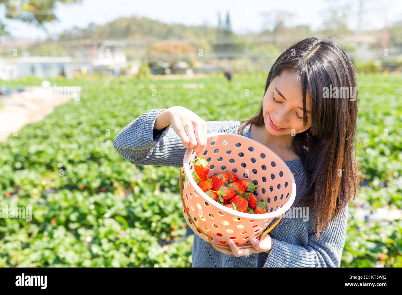 Woman picking fruit on organic strawberry farm inside a basket Stock ...