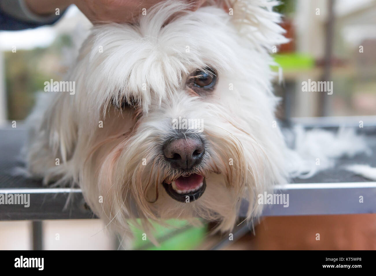Closeup view of the head of groomed white dog Stock Photo - Alamy