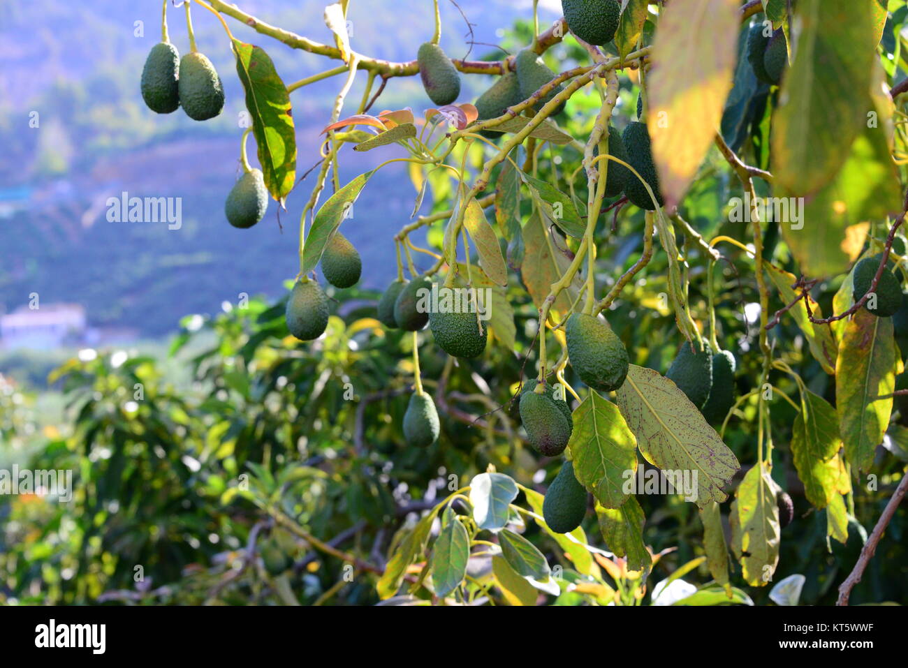 avocados on tree in spain Stock Photo - Alamy