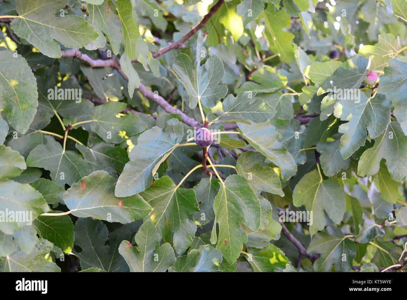 feigenbaum in spain Stock Photo - Alamy