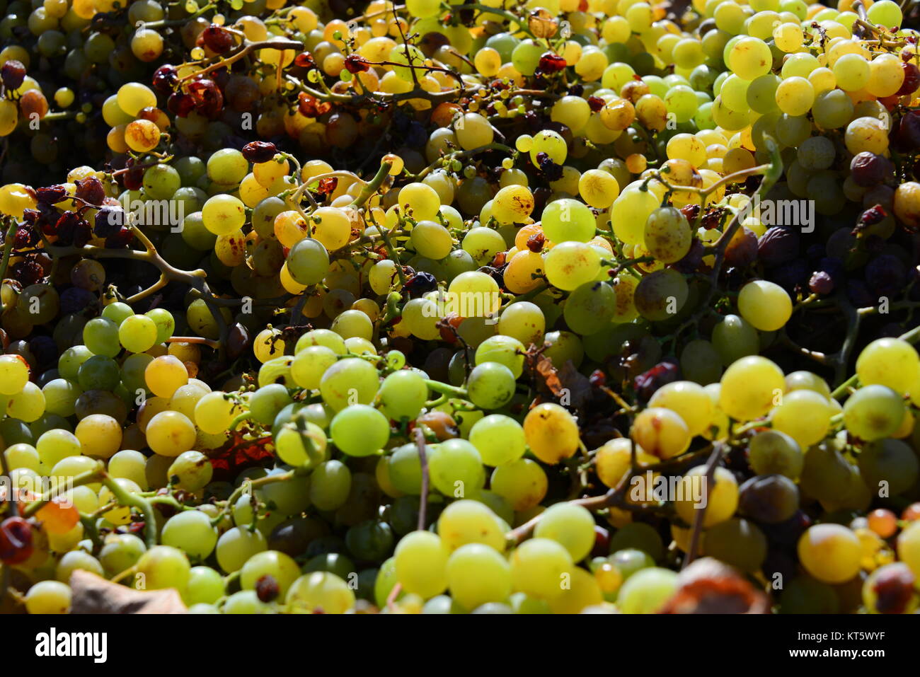 grapes in spain Stock Photo - Alamy