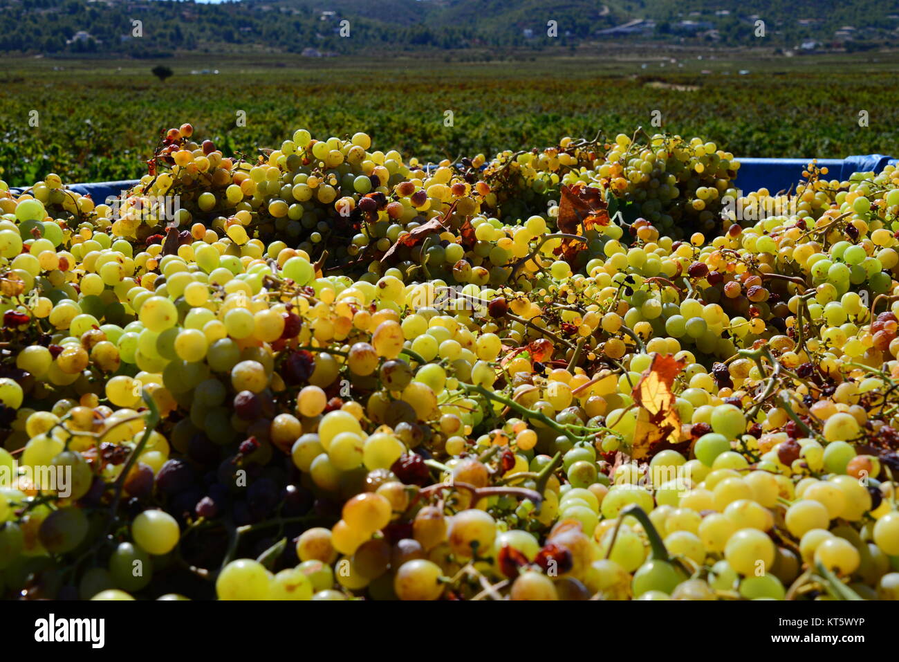 grapes in spain Stock Photo - Alamy