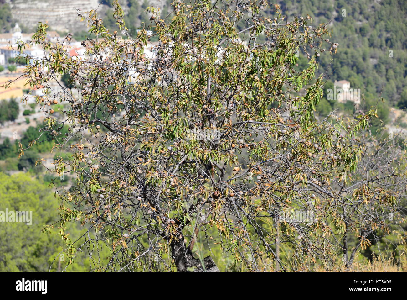 almonds / almond tree in spain Stock Photo - Alamy