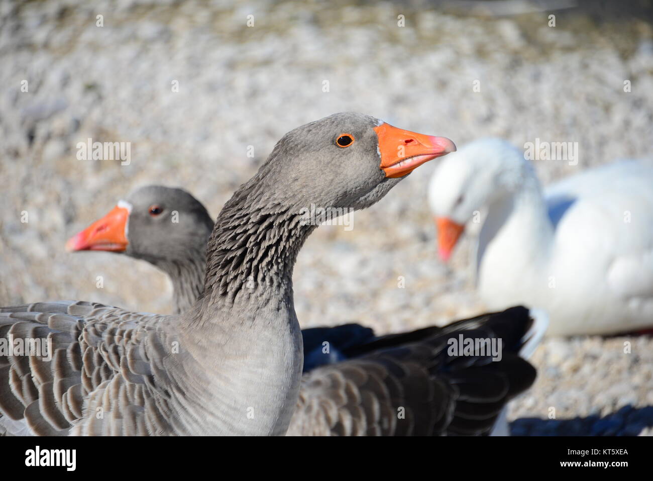 full / geese on the mediterranean in spain Stock Photo - Alamy