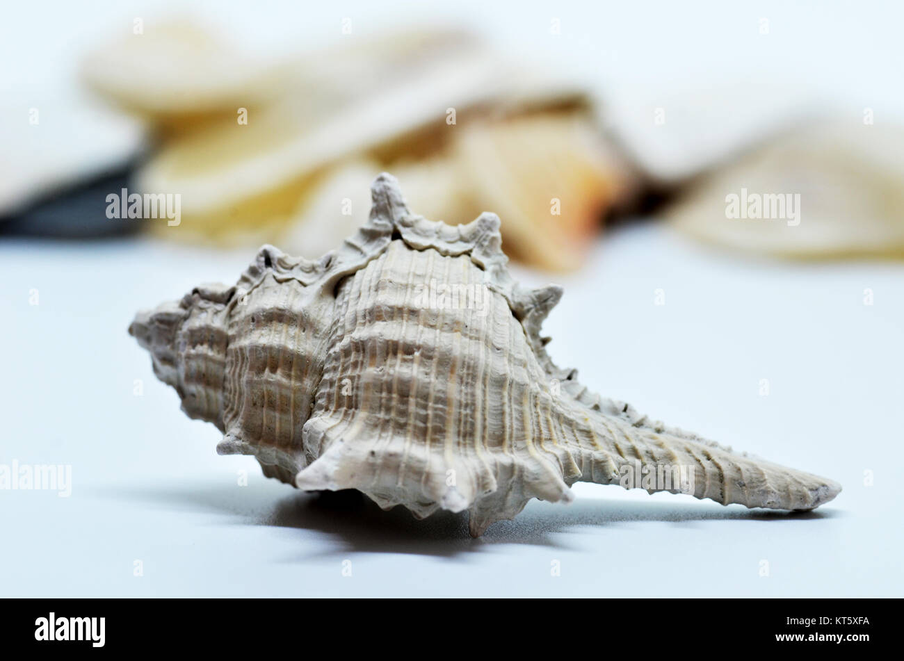 Sea shell isolated on white Stock Photo - Alamy