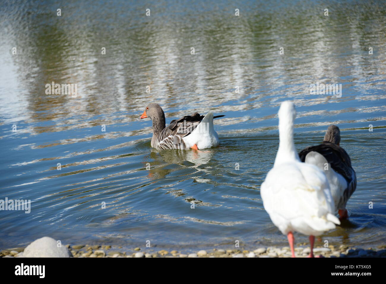 full / geese on the mediterranean in spain Stock Photo - Alamy